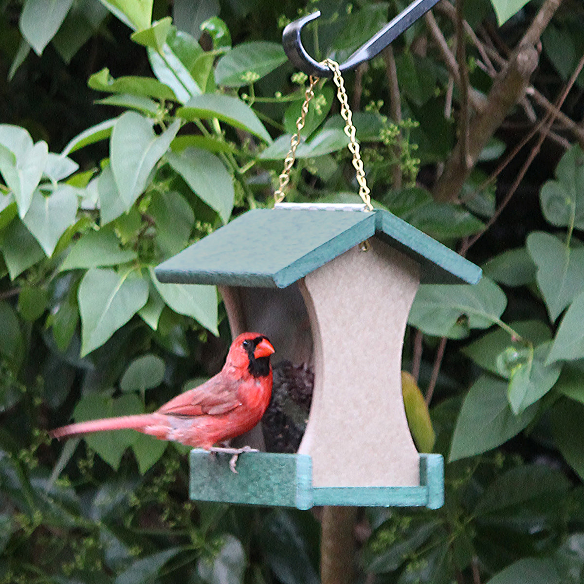 Small Hanging Bird Feeder - Forest Green and Weatherwood – HomePro Garden